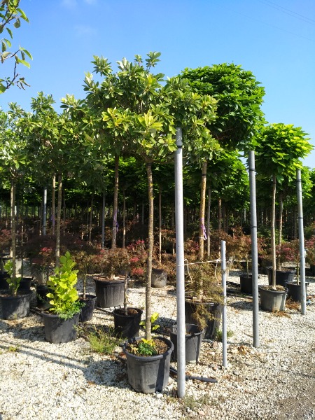 DISPONIBILITÀ - Carlesi Vivai - Toscana - Pistoia